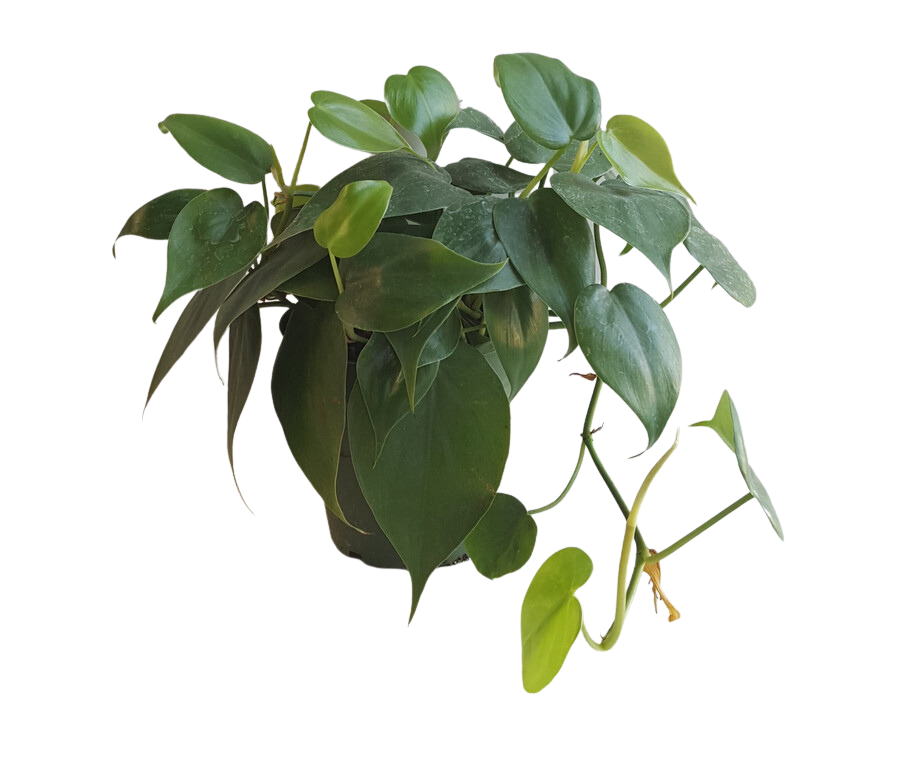 4" POTTED PHILODENDRON
