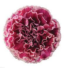 Fresh Cuts - Carnations & Miniature Carnations - SWFlorist