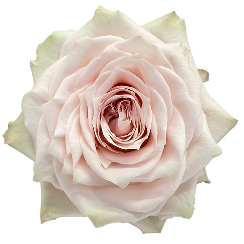 Rose Cold Brew 40cm florecal - SWFlorist