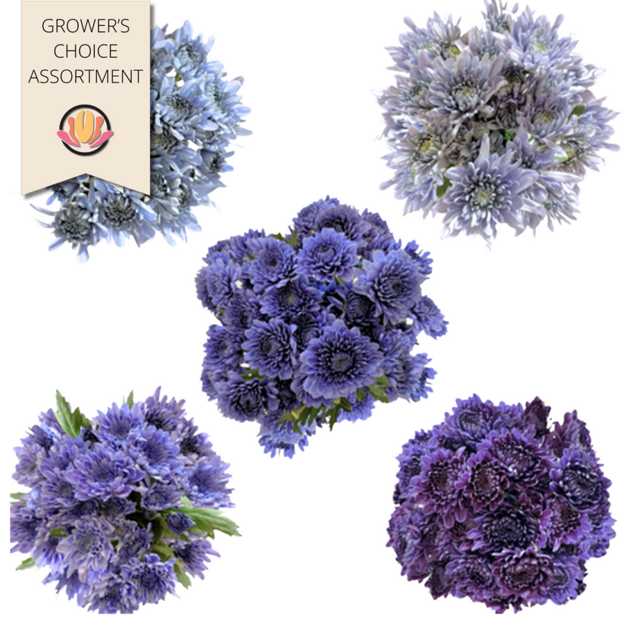 Pom C Blue Ocean(18case) - SWFlorist