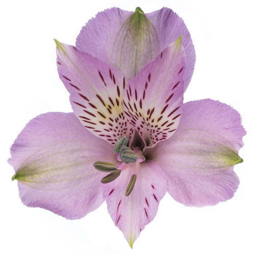 Alstro Sel Lavender Bmark