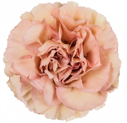 Carn. Sel Creola sole(vintpeac