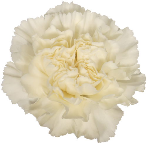 Carn Sel Cream Sole - SWFlorist