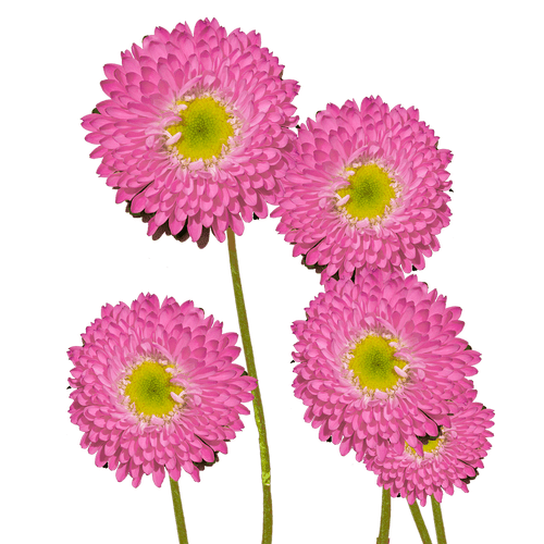 Aster Matsu Lt Pk bella - SWFlorist