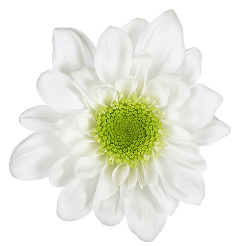 Pom Novelty Radost White ro - SWFlorist
