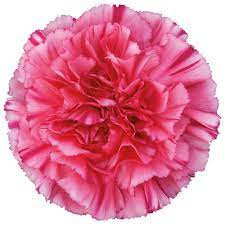 Carn Sel Bernard Sole - SWFlorist