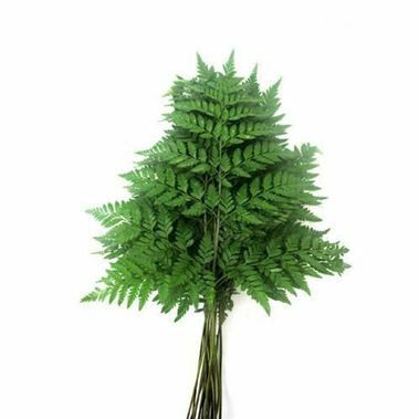 Fern Baker - - SWFlorist