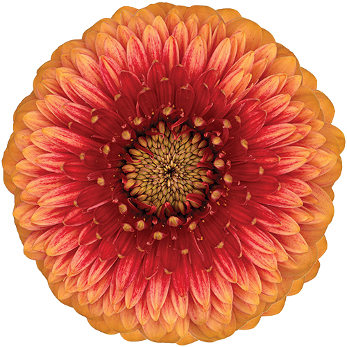 GerPom Beaker RF - SWFlorist