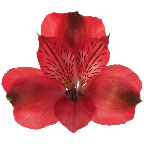 Alstro Red rio supsel - SWFlorist