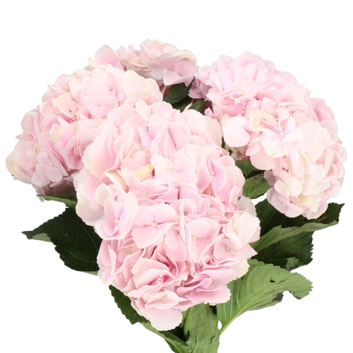 Hydrangea Force holl(STEM) - SWFlorist