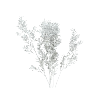 Ruscus Silver Mist galleria - SWFlorist