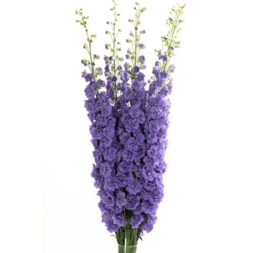 Delph Manuela 120cm Valleflor - SWFlorist