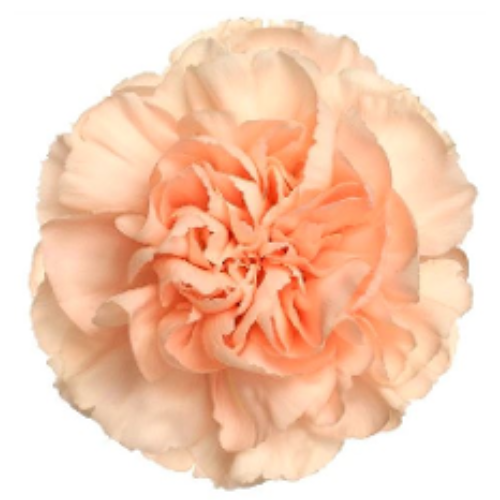 Carn Sel Novia Peach rio - SWFlorist