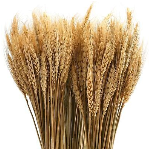 Dried Wheat Grass magic - SWFlorist