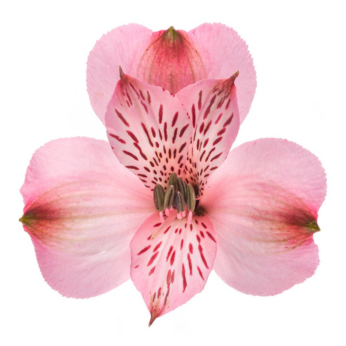 Alstro Sel Peace (Pink) BM - SWFlorist