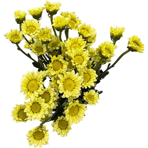 Pom Micro YingYang Green sole - SWFlorist