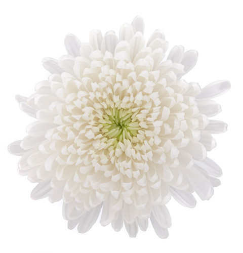 Mum Cremon White bmark