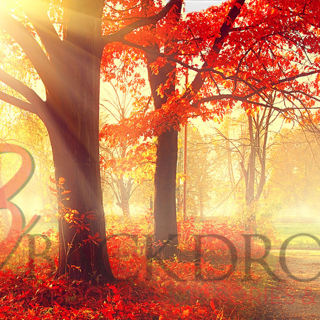 Photo Booth Backdrops - Booth Props & Accessories | PB Backdrops