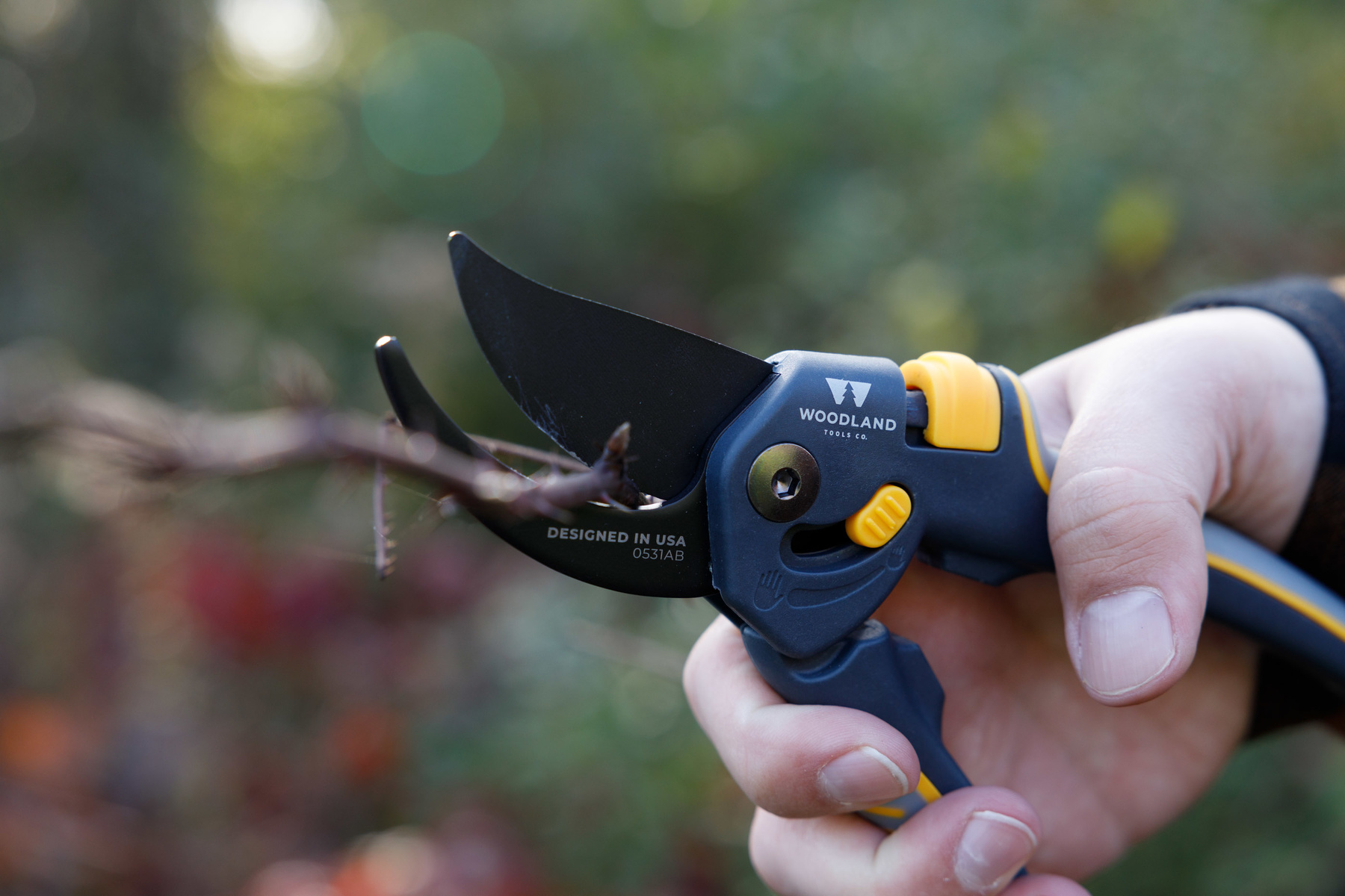 What to Prune and When - Woodland Tools Co.