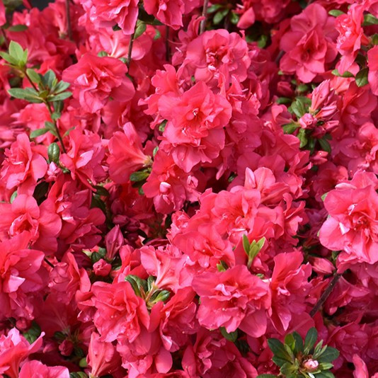 'Christina' Azalea | Shop Azaleas | American Plant