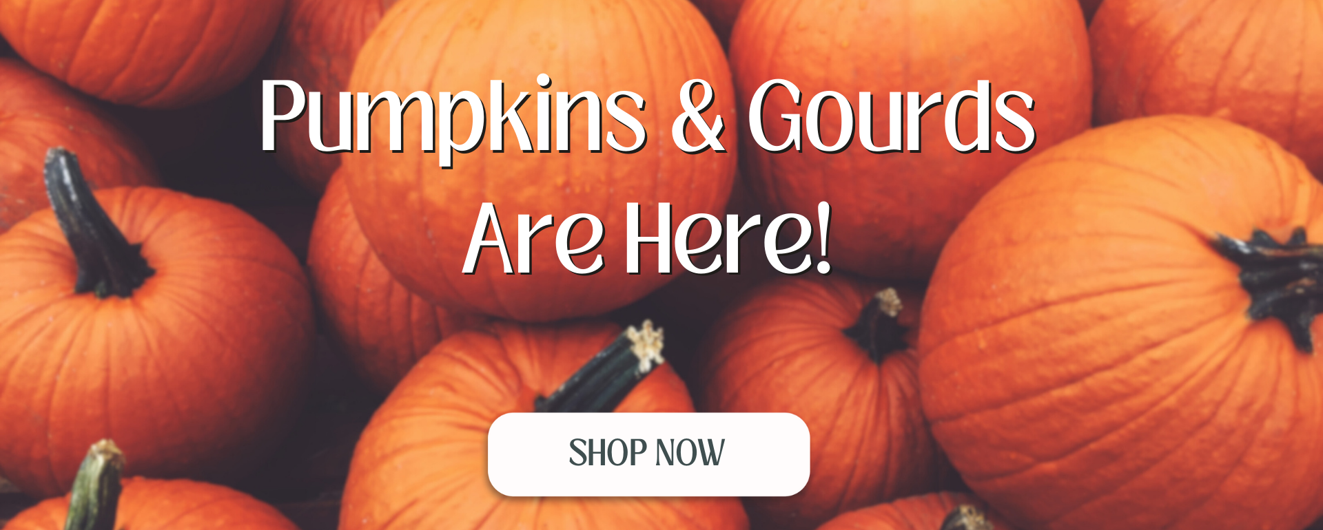 American Plant-Garden Center & Nursery