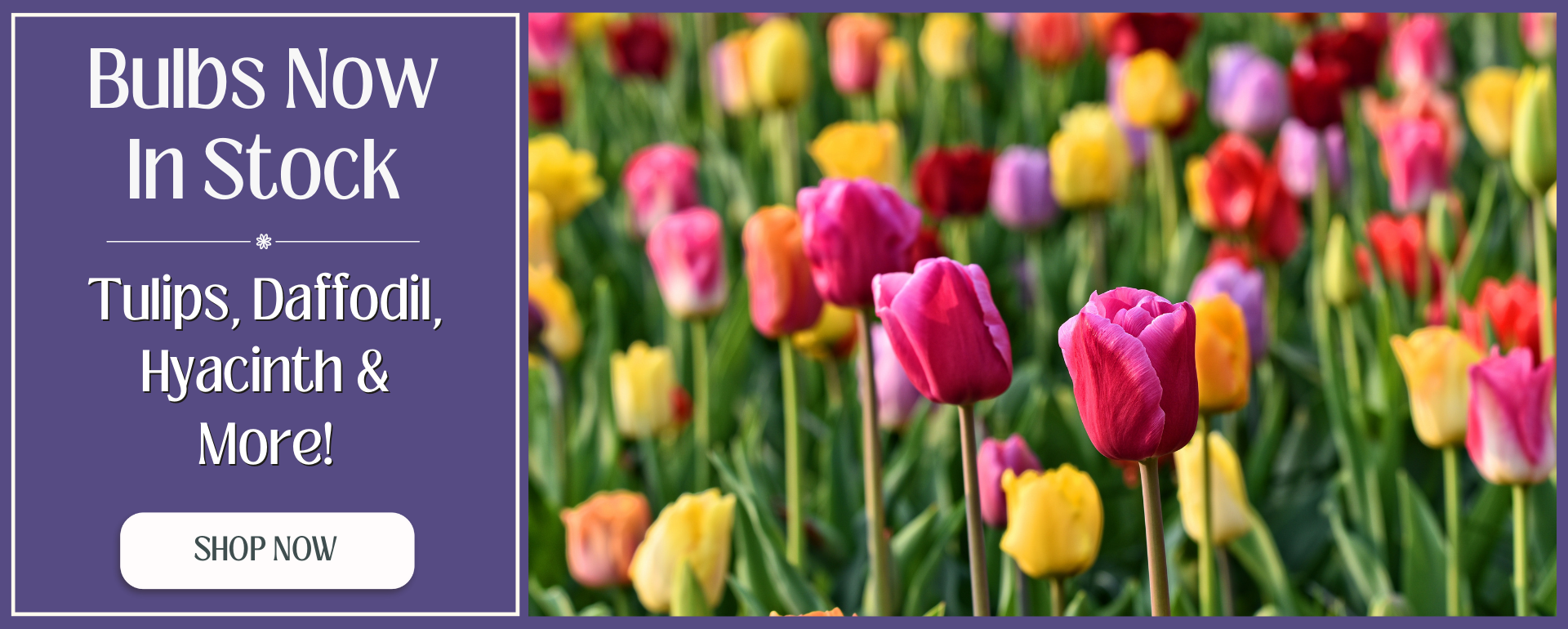 American Plant-Garden Center & Nursery
