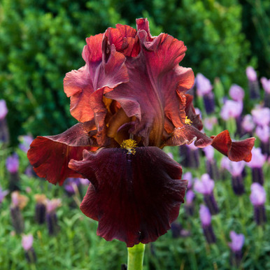 Bernice's Legacy Bearded Iris | Shop Bulbs | American Plant