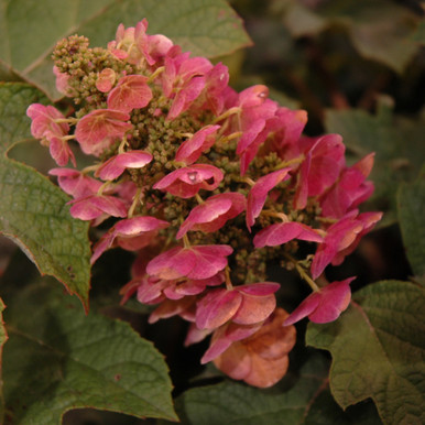 Ruby Slippers Oakleaf Hydrangea | Shop Trees & Shrubs | American Plant