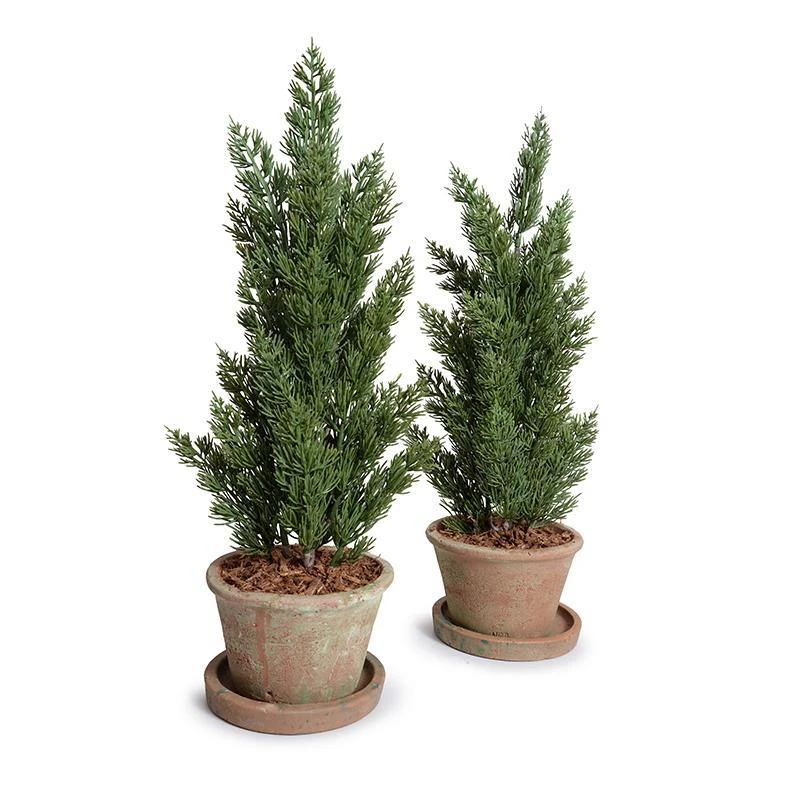 Italian Cypress Tabletop plant in Terracotta