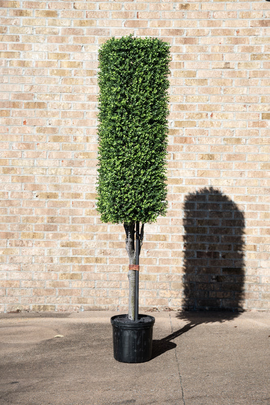 Boxwood Column Topiary