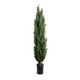 Italian Cypress in Fiberglass Container | UV Protected