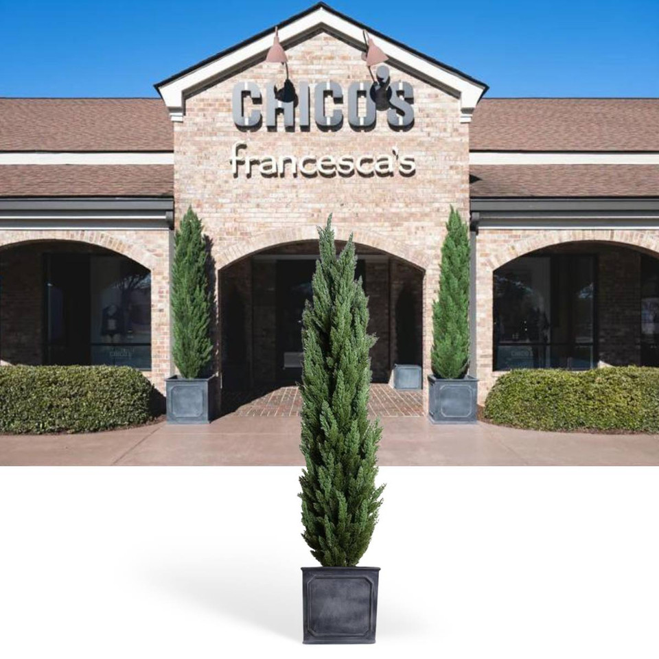 Italian Cypress in Fiberglass Container | UV Protected