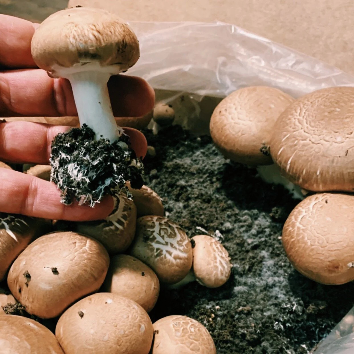 Crimini / Portabella Mushroom Grow Kits(1065)