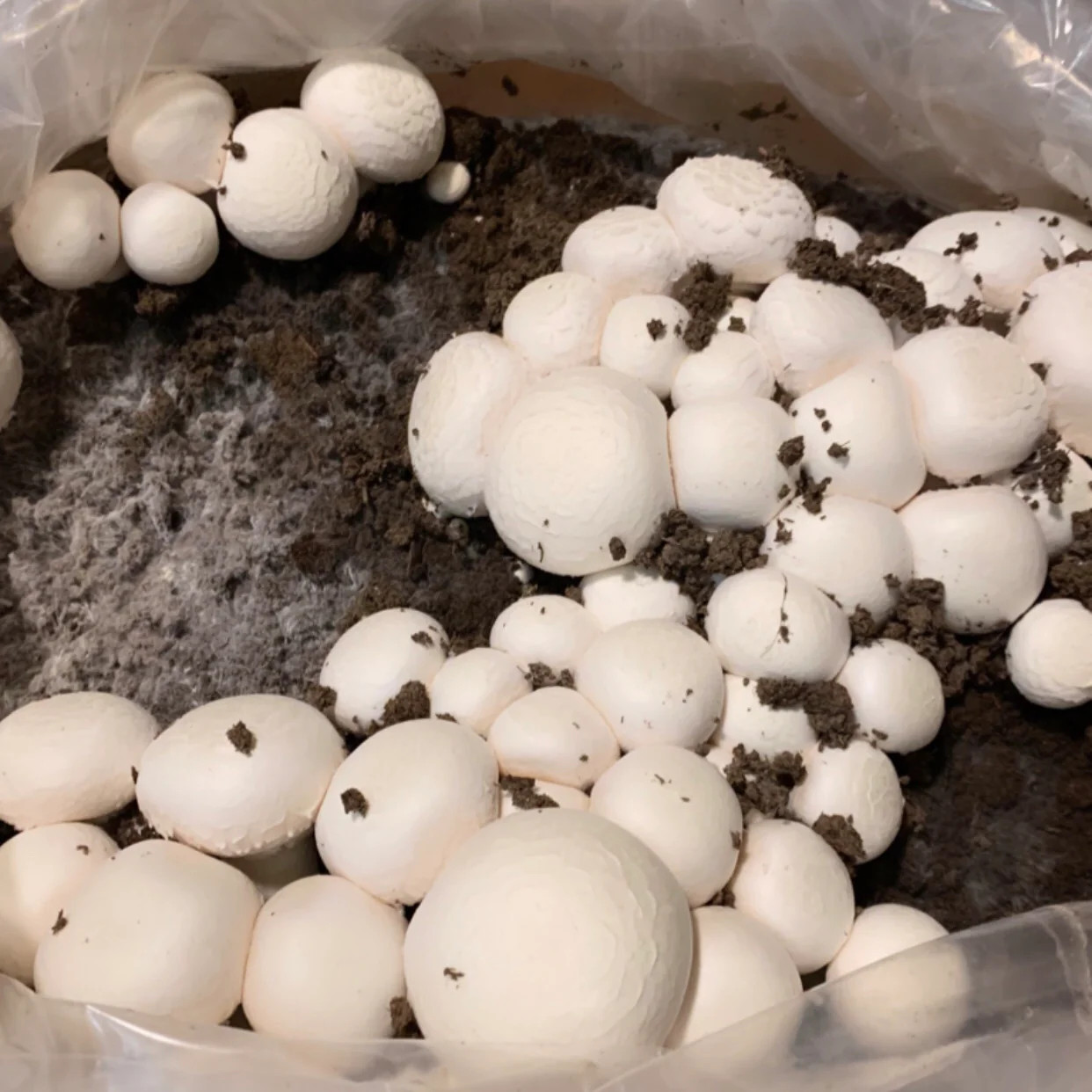 White Button Mushroom Grow Kits (1066)