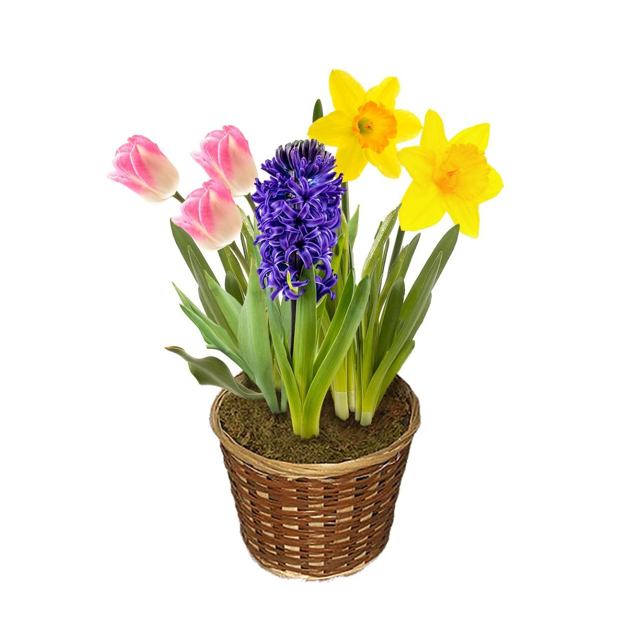 Flowering Bulb Garden Gift Basket (4886)
