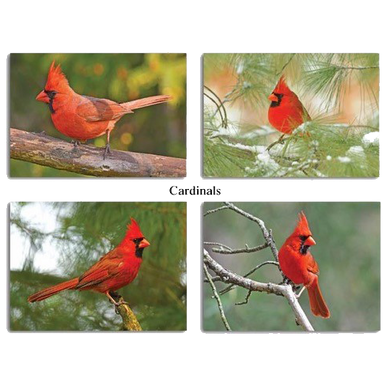 Cardinal Note Card Set (7722)