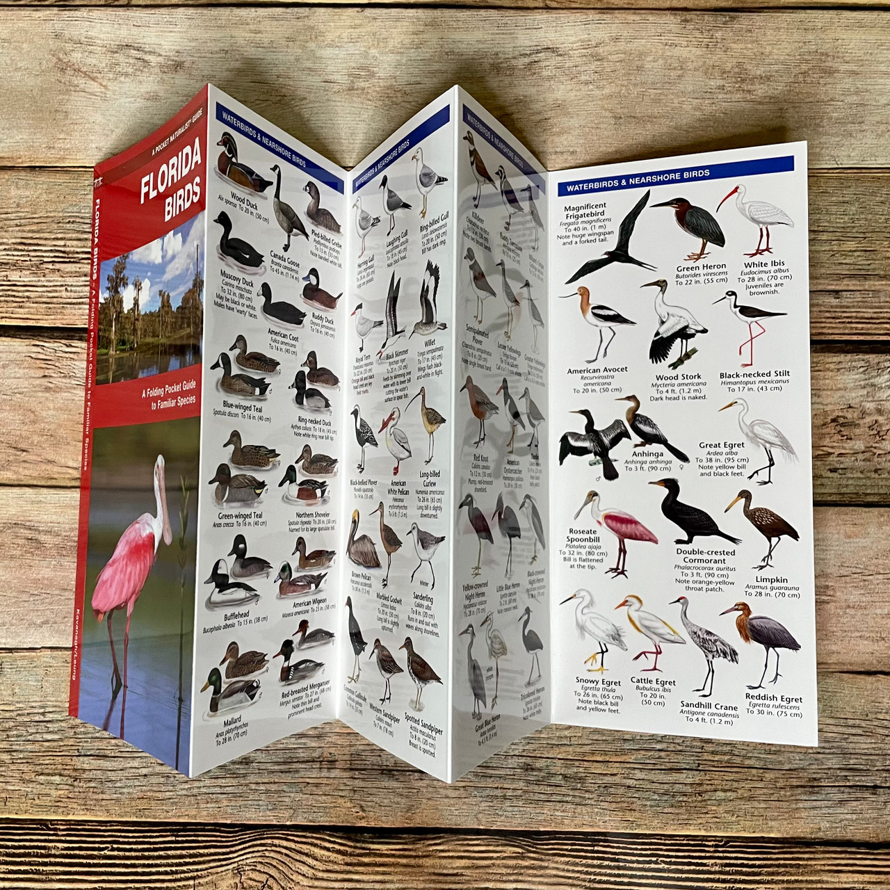 Florida Birds Pocket Guide