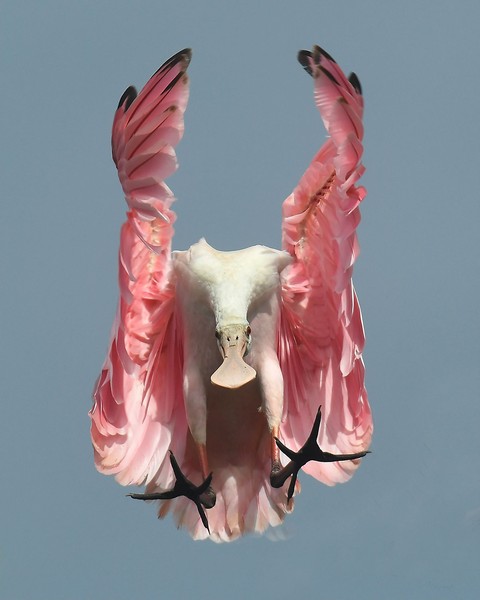 Birds are Flying in for Springtime - St.Augustine Alligator Farm Gift Shop