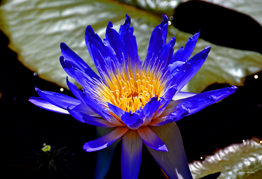 Ancient Traditions and Modern Applications: Blue Lotus Oils in ...