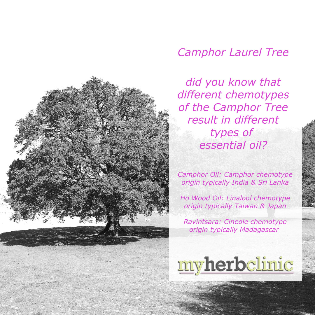 The Versatility Of The Camphor Laurel Tree - My Herb Clinic