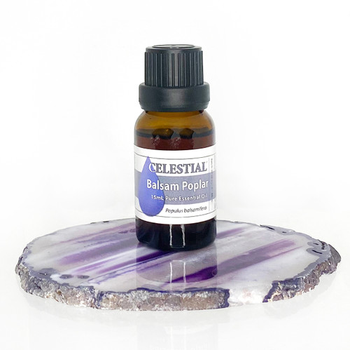 CELESTIAL® Balsam Poplar Essential Oil – Populus balsamifera (Balm of ...