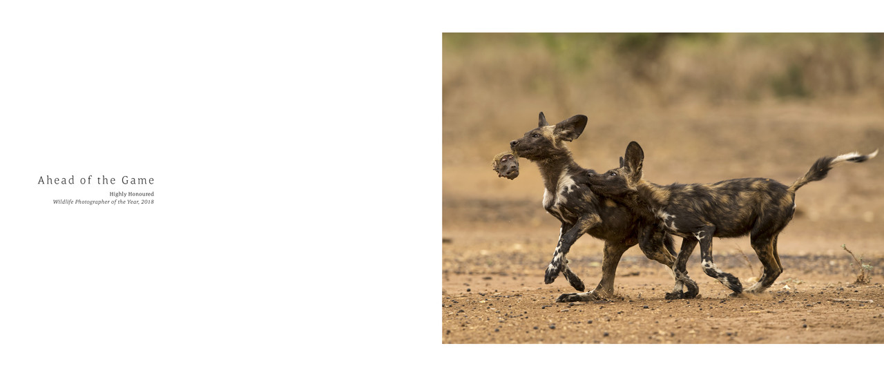 Painted Wolves: A Wild Dog's Life by Nicholas Dyer & Peter Blinston ...
