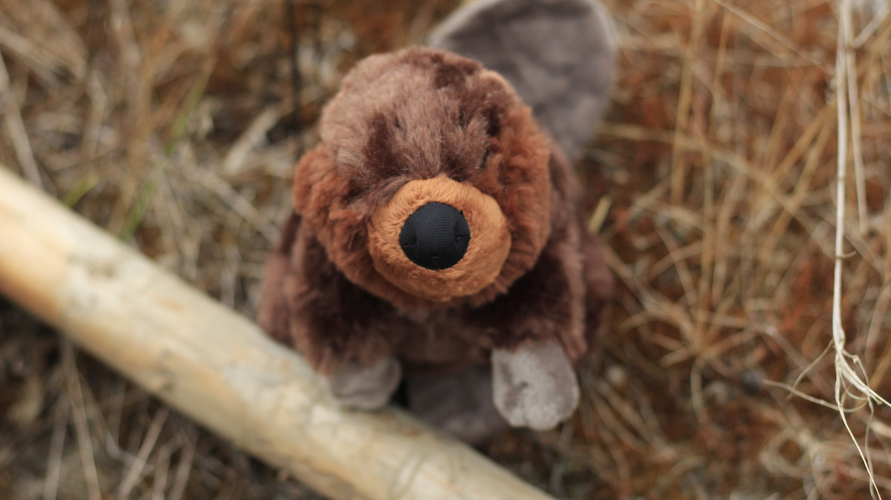 Beaver , Very Nice Plush, Stuffed Animal, Educational, Toy, Kids ...