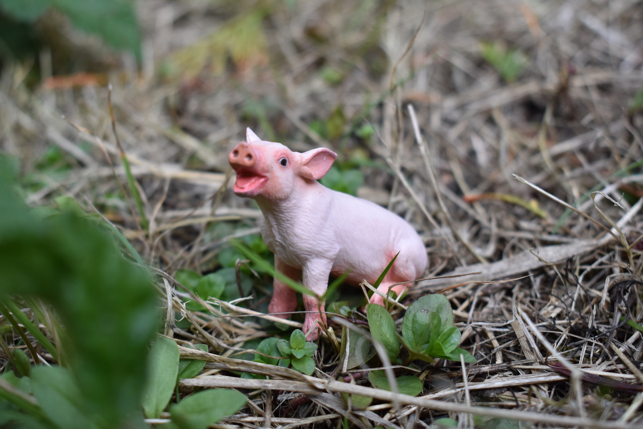 Pig, Piglet, Sitting Realistic Small Toy Model Plastic Replica Barn ...