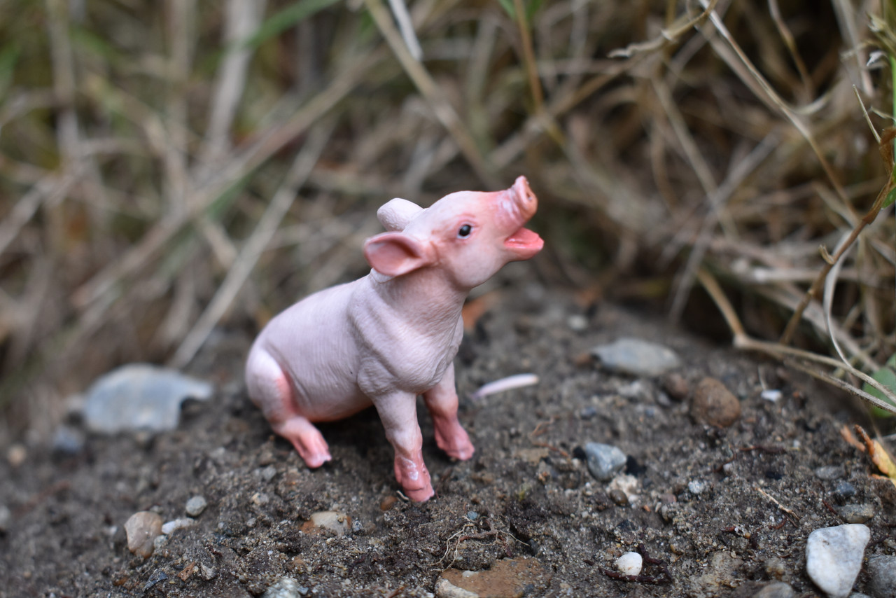 Pig, Piglet, Sitting Realistic Small Toy Model Plastic Replica Barn ...