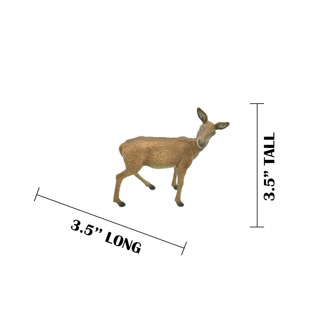 Deer, Whitetail, Mule Deer, Museum Quality, Animal, Educational ...