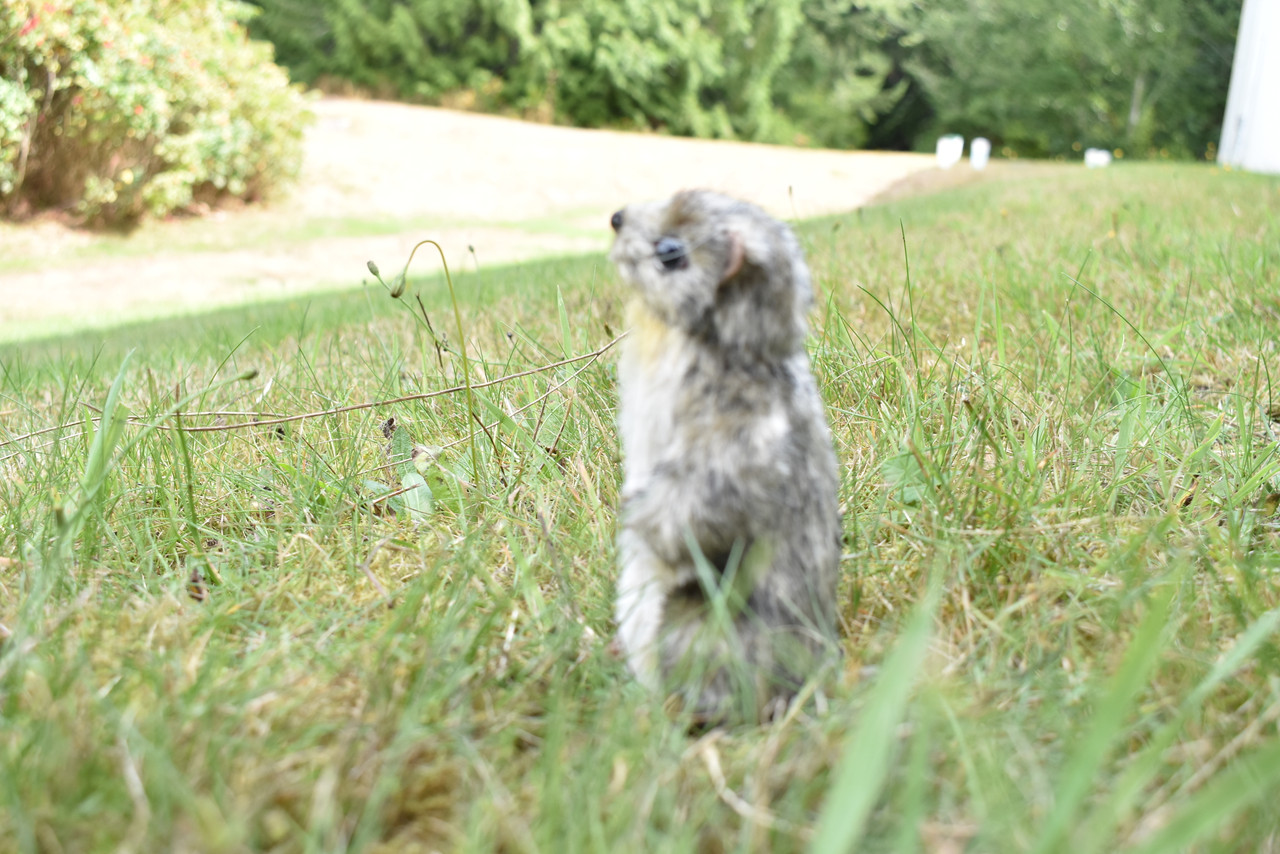 Groundhog, Marmot, Very Nice Plush, Stuffed Animal, Educational, Toy ...