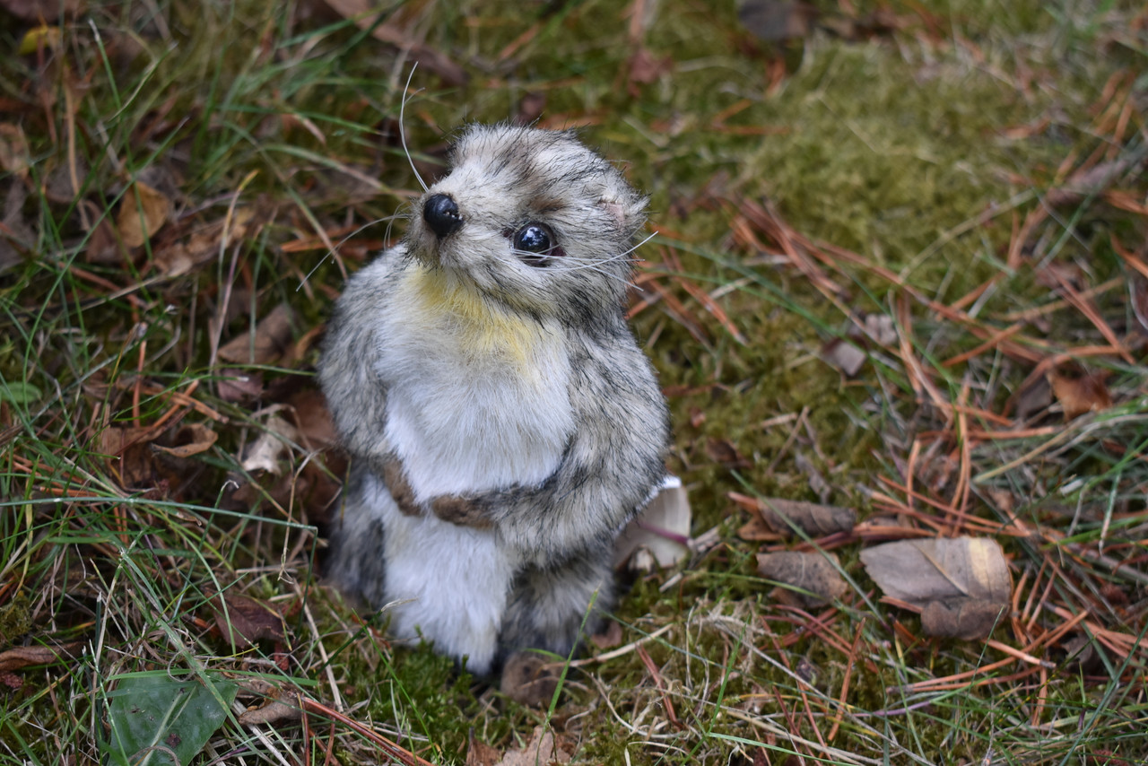 Groundhog, Marmot, Very Nice Plush, Stuffed Animal, Educational, Toy ...