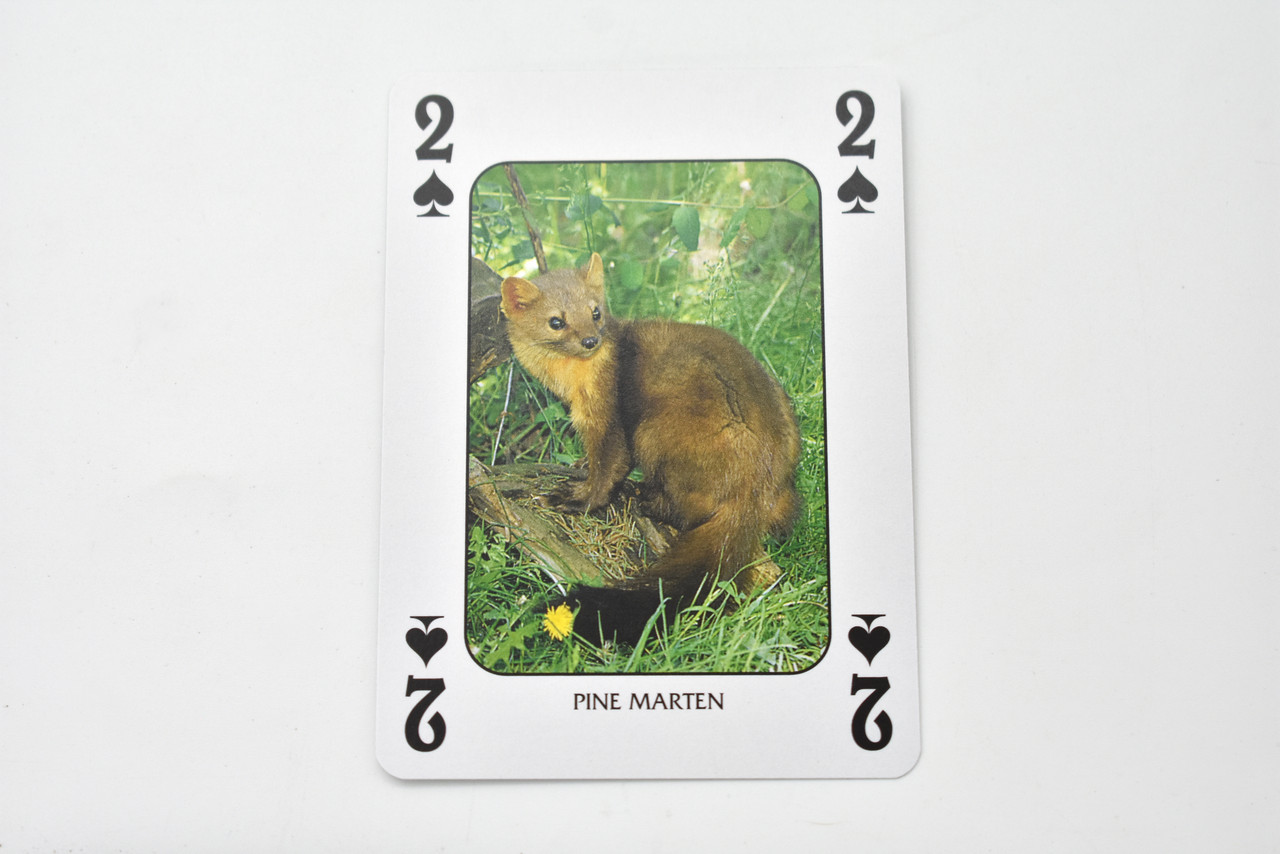 American Wildlife, New Deck of Animal Themed Playing Cards 3 1/2 ...