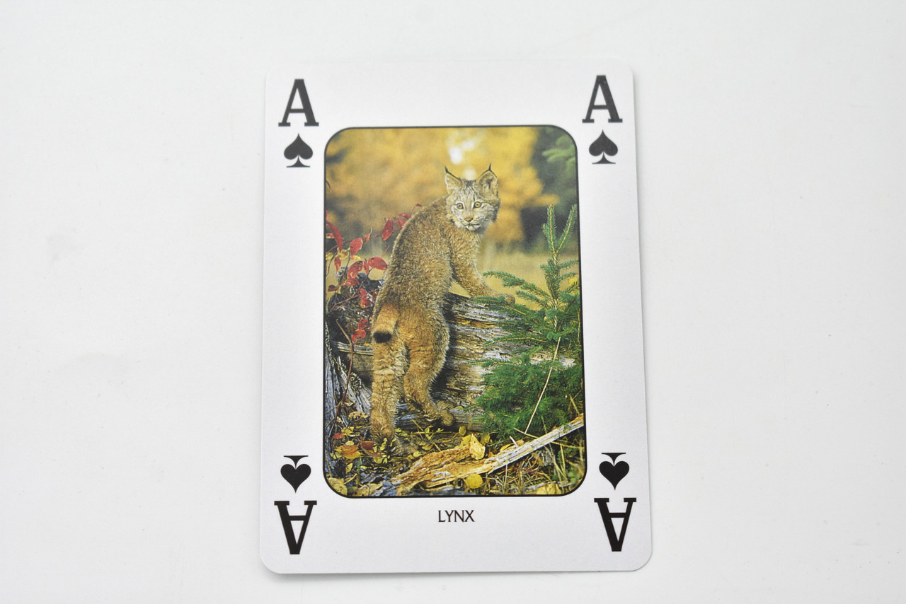 American Wildlife, New Deck of Animal Themed Playing Cards 3 1/2 ...